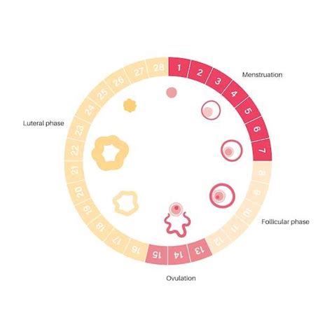 Clomid Cycle With Metformin