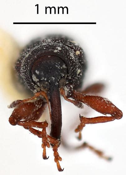 Anthonomus Bugguide Net