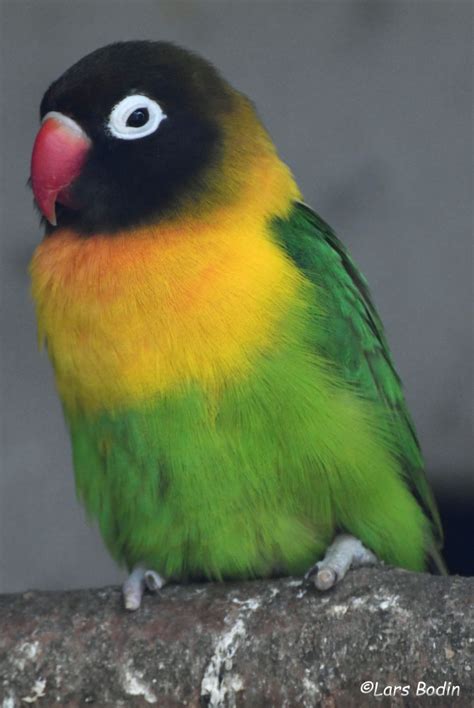 Agapornis Personatus Yellow Collared Lovebird Encyclopedia Of Parrots