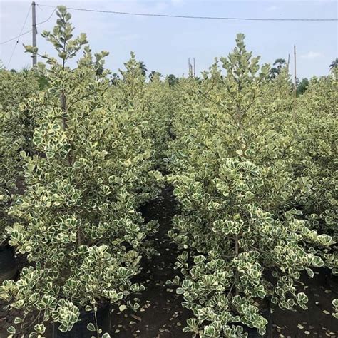 Ficus Triangular Gowthami Nursery