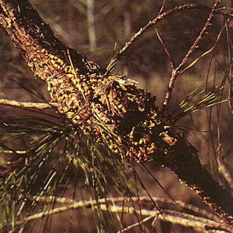 Fusiform Rust Of Southern Yellow Pines