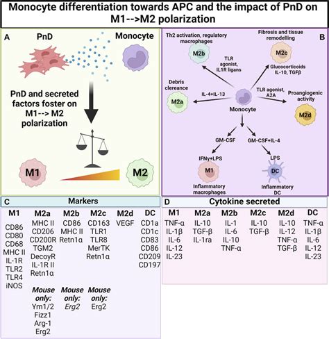 Impact Of PnD On Monocyte Differentiation Towards Antigen Presenting