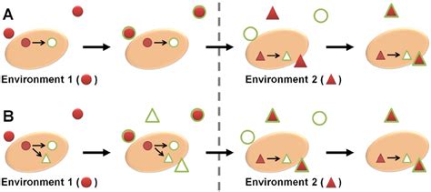 The Basis Of Adaptive Prediction A The Conditions In Environment 1 Download Scientific