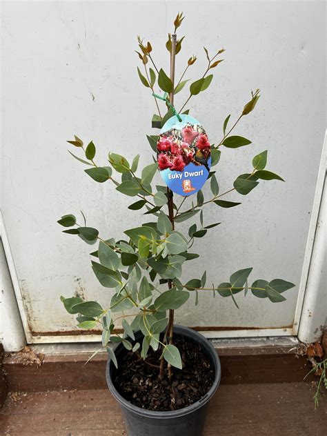 Eucalyptus Euky Dwarf Blerick Tree Farm