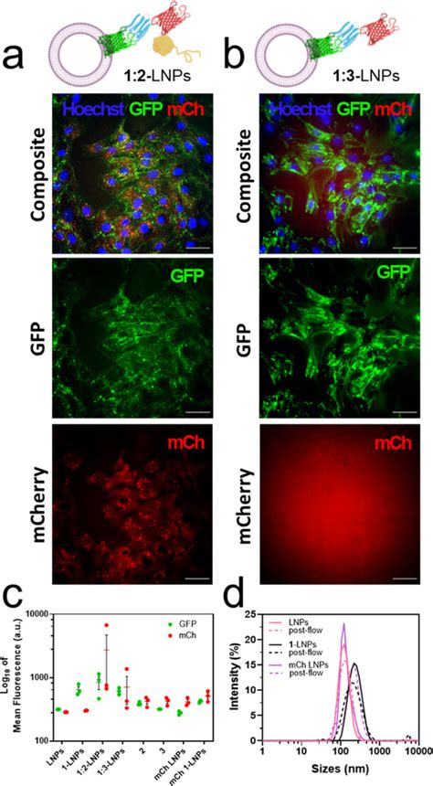 Modular Bioorthogonal Lipid Nanoparticle Modification Platforms For