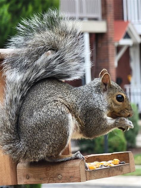 Til Github Uses This Squirrel To Encourage Shipping Code Squirrels