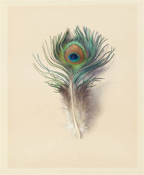 Peacock Feather By Charles Herbert Moore The Charles Hosmer Morse