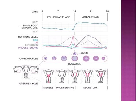 Endometrium Pathology Pptx