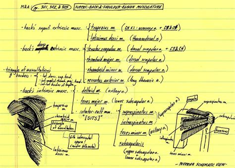 Med School Notes Viii By Haliakmon On Deviantart