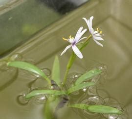 Heteranthera Aquarium And Pond Plants Of The World E3