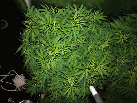 970 Cefe5 E9 Fb 4 Dd5 96 D0 Ed7 Ac7 C96842 — Postimages