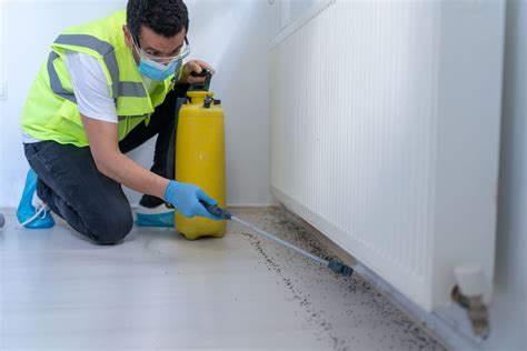 The Unexpected Nightmare Discovering Termite Damage