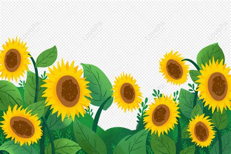 해바라기 Png 일러스트 무료 다운로드 Lovepik