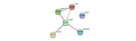 Plin5 Gene Genecards Plin5 Protein Plin5 Antibody