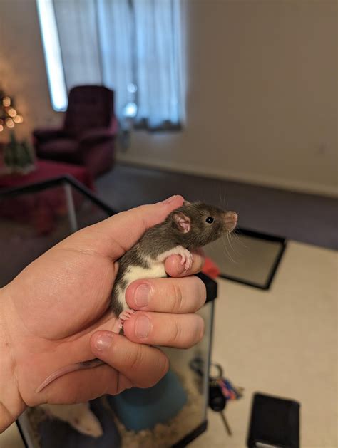 Rat Ages Rrats
