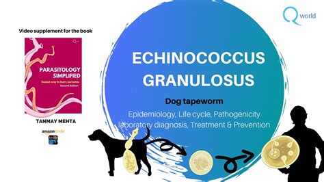 Echinococcus Granulosus Mode Of Transmission Biology And Systematics