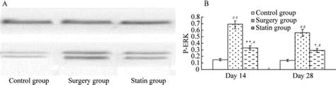 A Western Blot Showing P Erk Expression B P Erk Protein Levels