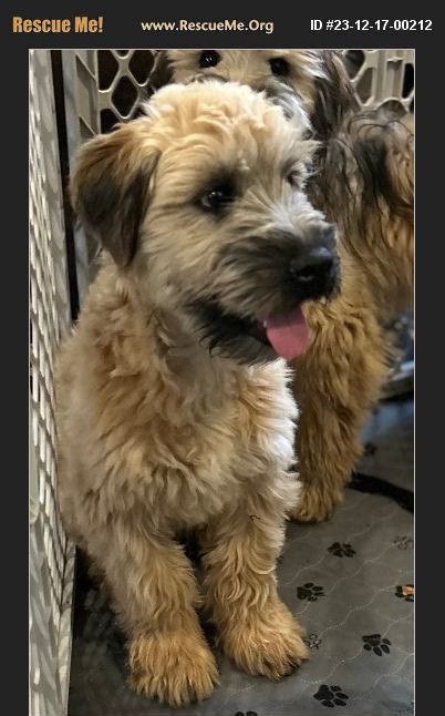 Adopt 23121700212 ~ Soft Coated Wheaten Terrier Rescue ~ Parker Co