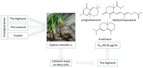 Cyperus Rotundus Rhizome