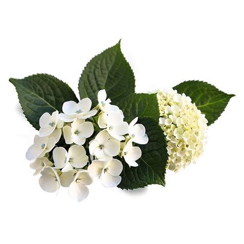 Hydrangea Png Png Images 200