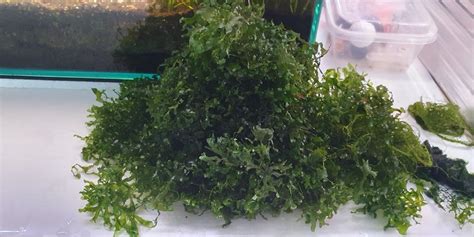 Sswassertangseaweed Pet Supplies Health And Grooming On Carousell