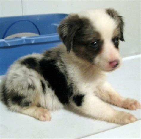 Cute Australian Shepherd Aussie Puppies Photos ~ Cute Puppies