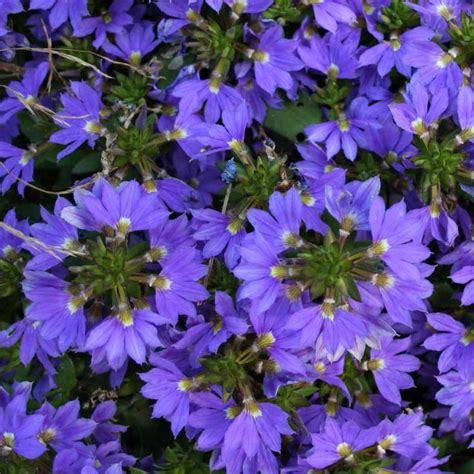 Growing Fan Flower Scaevola Aemula Care Tips For Scaevola Plant