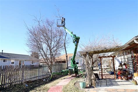 Home Timberline Tree And Shrub