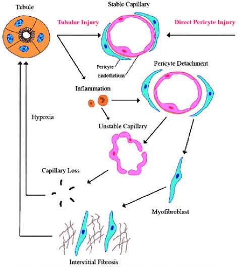 Factors Playing A Role In Capillary Rarefaction Download Scientific