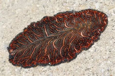 11 Animals With Hydrostatic Skeletons Pictures Wildlife Informer