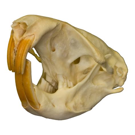 Real Plains Pocket Gopher Skull For Sale — Skulls Unlimited