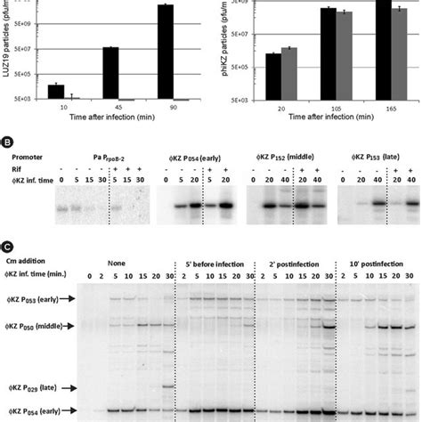 Impact Of Phage Infection On Bacterial Transcriptome Volcano Plot Of