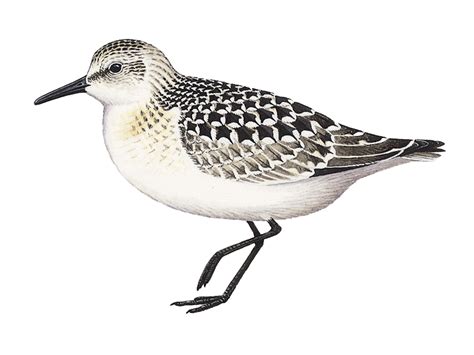Details Sanderling Birdguides