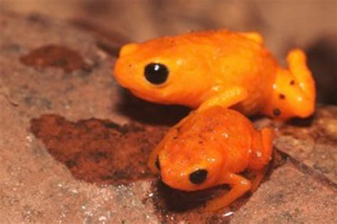 New Species Of Poisonous Glowing ‘pumpkin Toadlet Discovered