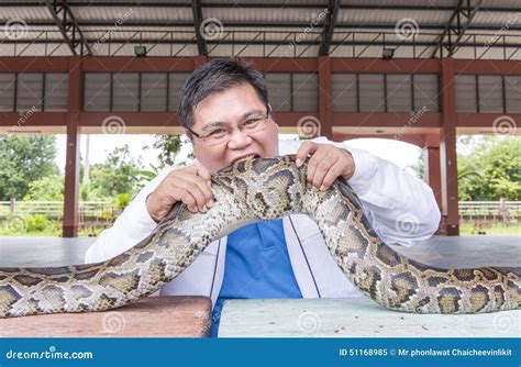 Burmese Python Eating Human