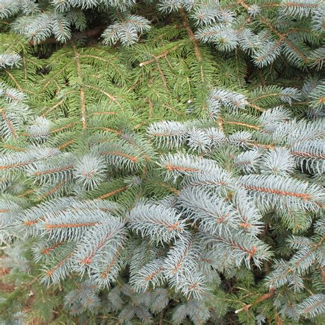 Picea pungens 'Glauca' in Cathays Cemetery