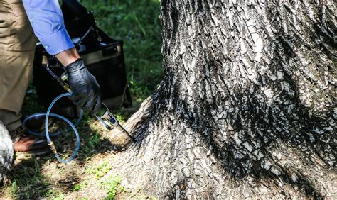 Technically Speaking Recommended Tree Injection Practices The Edge