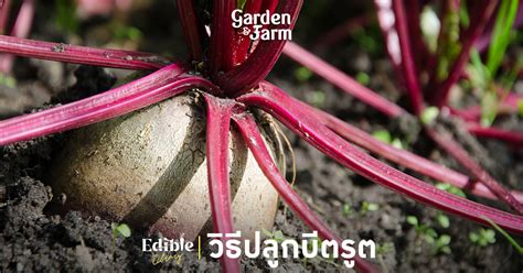 วิธีปลูกบีตรูต บีทรูท ผักกินหัวมากประโยชน์ บ้านและสวน