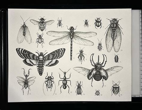 Bugs Illustration Using Gray Tone Fineliner Set Rpenandink