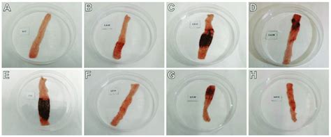 The Gross Appearance Of The Colon Specimens Revealed That Compound 7b