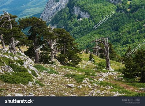 Parque Nacional Del Pollino Más De 1095 Fotos De Stock Con Licencia Libres De Regalías