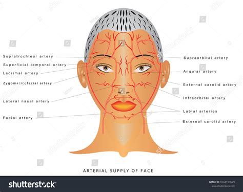 Facial Arteries Arteries Head Facial Artery Stock Vector Royalty Free