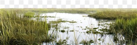 Wetland Png Images Free Photos Png Stickers Wallpapers