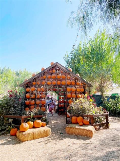 Live Oak Canyon Pumpkin Patch Biggest Pumpkin Patch In Southern California