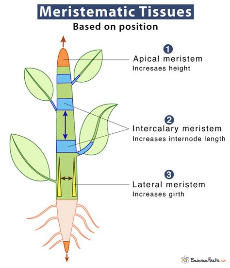 Meristematic Tissue Definition Location Types Function