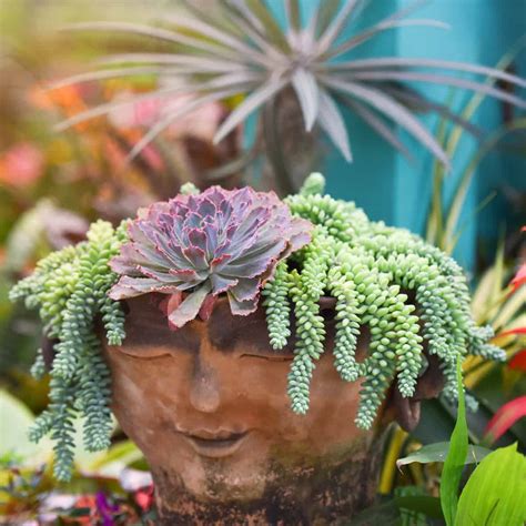 The Difference Between Agave And Yucca Sublime Succulents
