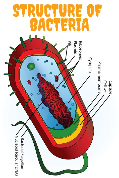 Bacteria Structure