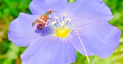 Whos That Shiny Bug Imgur