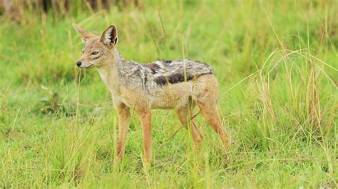 Dead Antelope Prey Lying In The Grass Of The Savannah Circle Of Life Ecosystem Food Chain Of