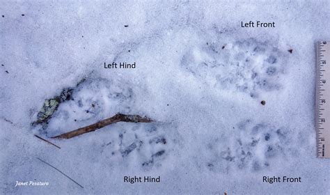 Skunk Footprints In Snow